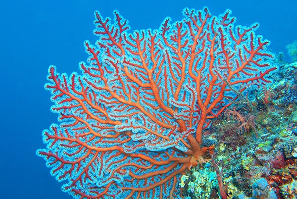 Marine Travel | ocean-based trips